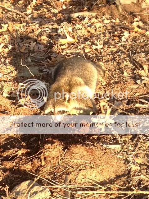 Pics | The HuntingPA.com Outdoor Community